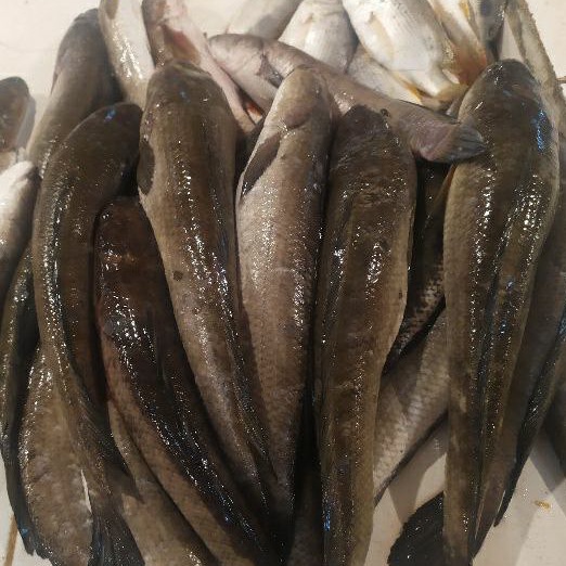Jual Ikan Gabus Fresh / Frozen 1kg | Shopee Indonesia