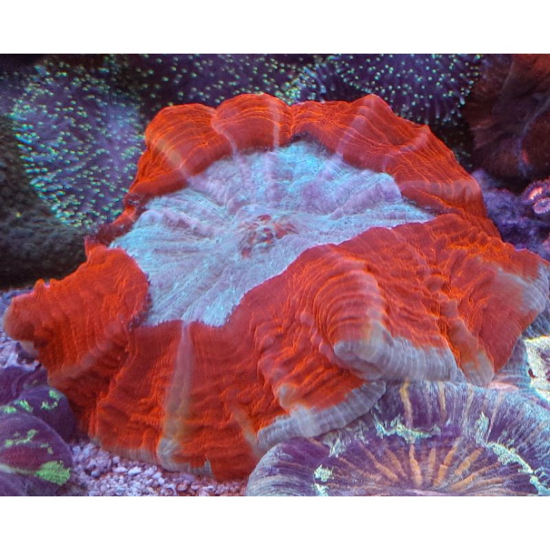 Jual Terumbu Karang Donat Merah | Shopee Indonesia