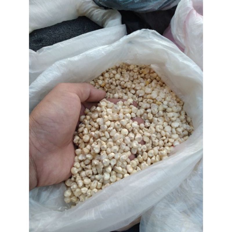 Jual JAGUNG PUTIH KETAN/PULUT 1KG | Shopee Indonesia