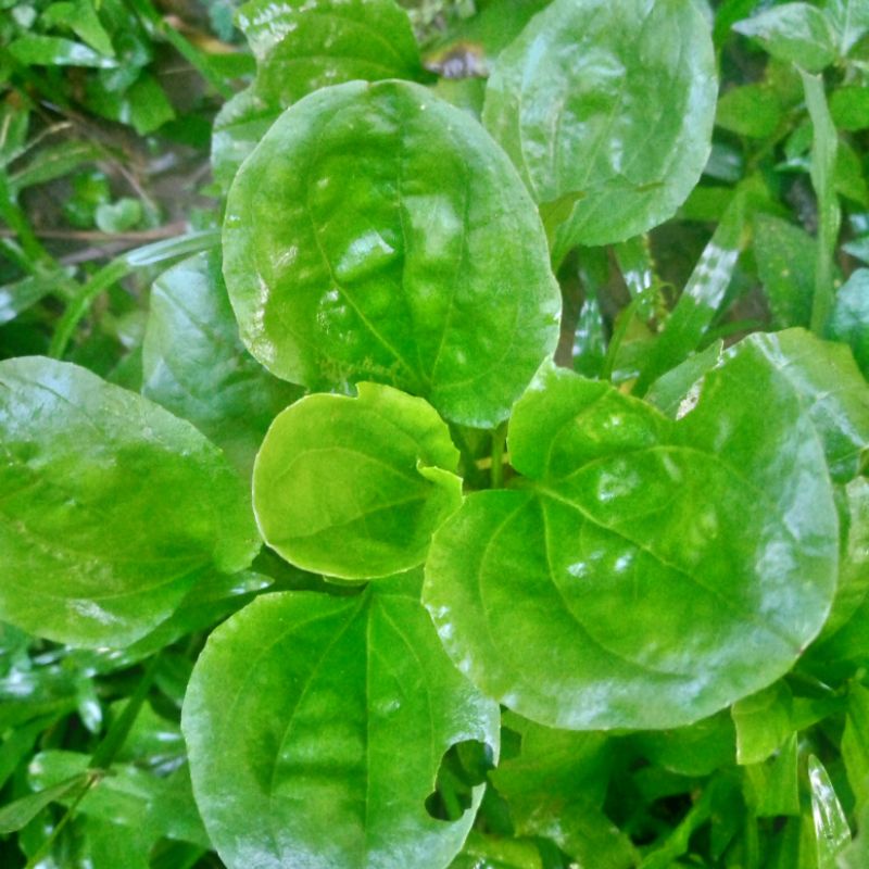 Jual daun sendok Ki urat 50 gram | Shopee Indonesia