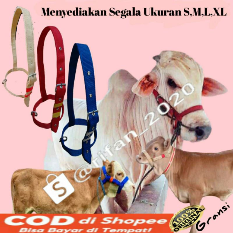Jual HEAD HALTER Brangos/Brangus ikat kepala sapi.Original/COD | Shopee Indonesia