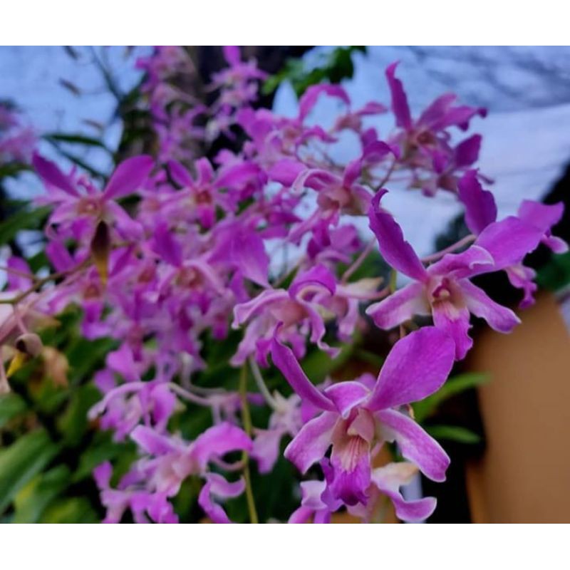 Jual Dendrobium Superbiens | Shopee Indonesia