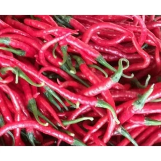 Jual Cabe Keriting Terlengkap & Harga Terbaru Maret 2026 | Shopee Indonesia