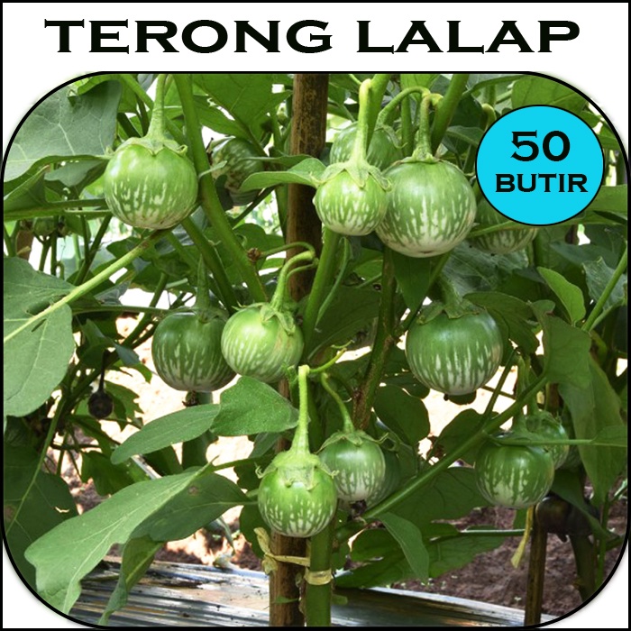 Jual Benih eceran terong lalap - terong bulat hijau isi 50 butir | Shopee Indonesia