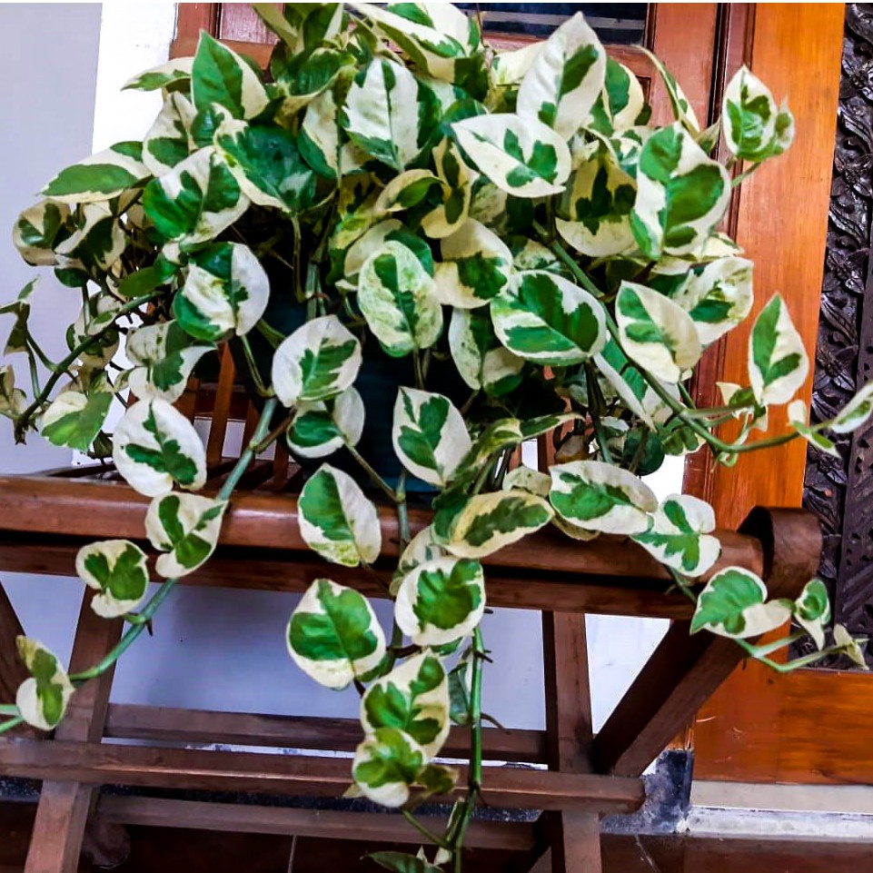 Jual Tanaman hias pot gantung Sirih Gading Koin/ Sirih Gading Enjoy/Sri ...