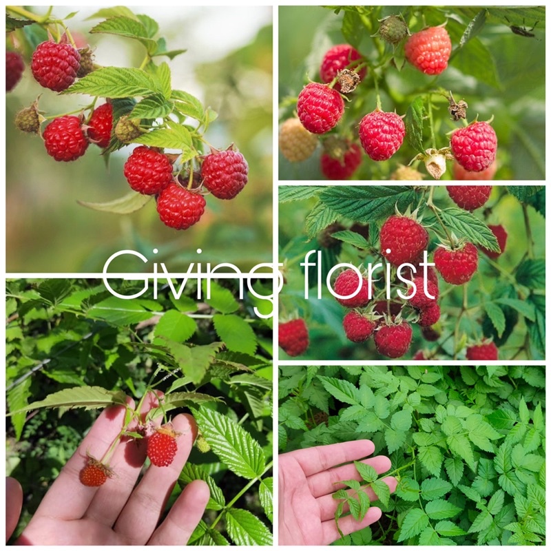 Jual Bibit Tanaman Buah Raspberry Merah / Rasberi Merah | Shopee Indonesia