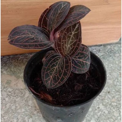 Jual (terlaris )jewel orchid anggrek permata tanaman hias new! | Shopee ...