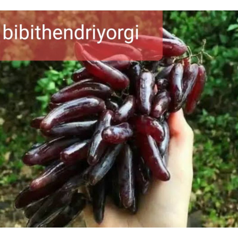 Jual BIBIT ANGGUR IMPORT JARI JARI SWEET SAPHIRE ASLI VALID | Shopee ...