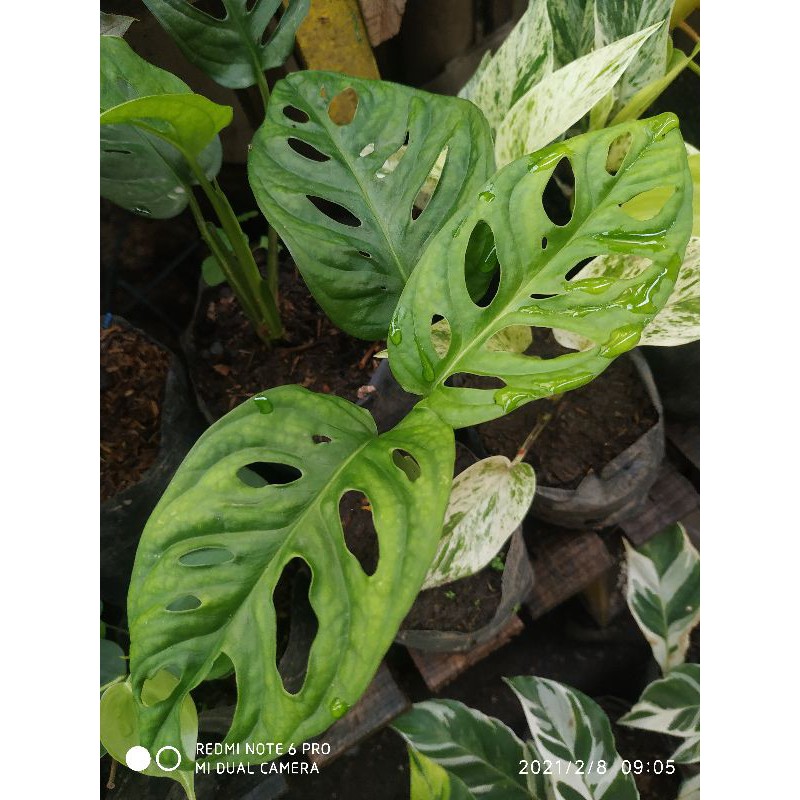 Jual monstera janda bolong andansoni | Shopee Indonesia