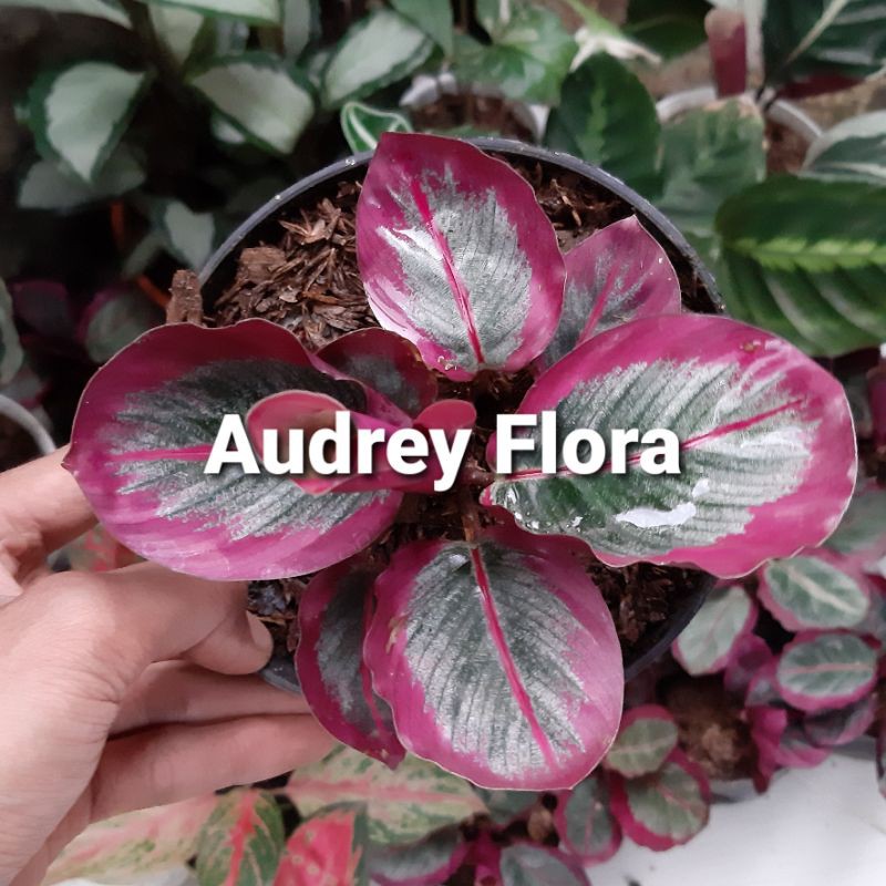 Jual Tanaman Hias Calahtea Cyntia - Calathea Sintia - Calathea Cynthia ...