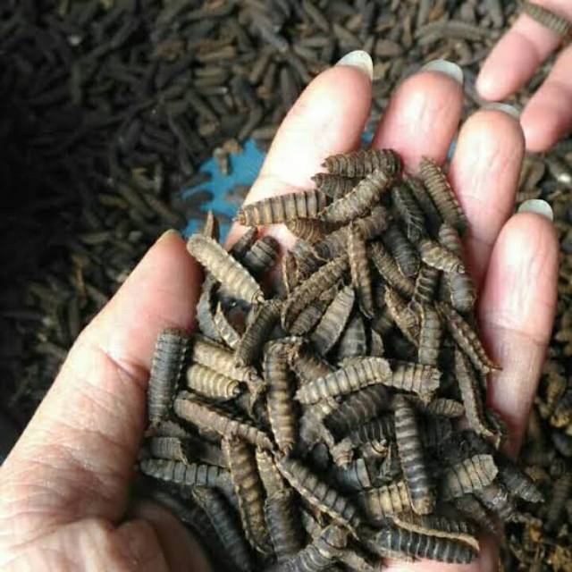 Jual Pupa BSF MURAH MERIAH | Shopee Indonesia