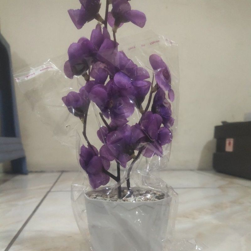 Jual C9 pohon pinus plastik pot | Shopee Indonesia