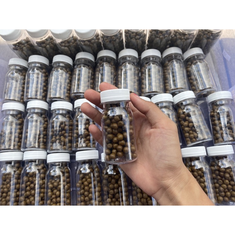 Jual pil pinang anum | Shopee Indonesia