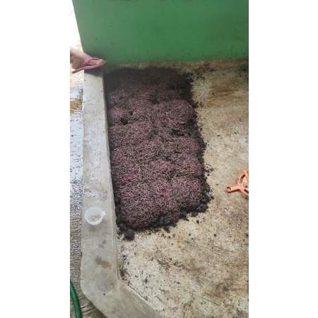 Jual Kohe sapi / Pakan cacing / Makanan cacing / Media cacing 1kg ...