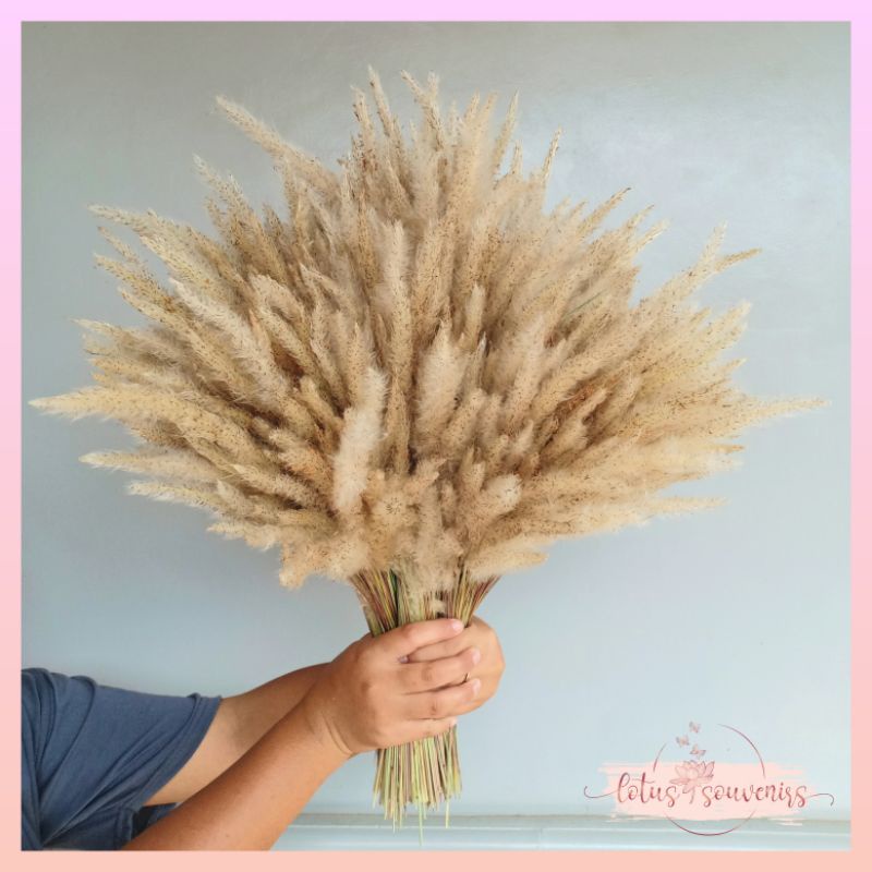 Jual (10 tangkai) Bunga kering ilalang bulu | bunga alang-alang kering ...