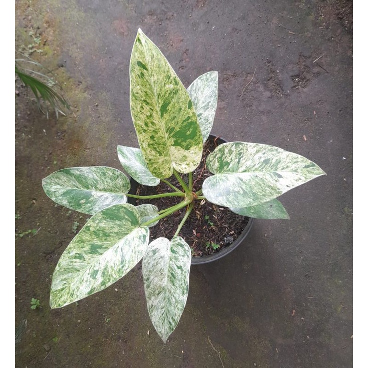 Jual philodendron giganteum marble variegata | Shopee Indonesia