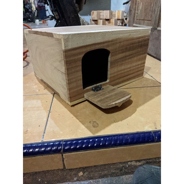 Jual gupon burung merpati | Shopee Indonesia
