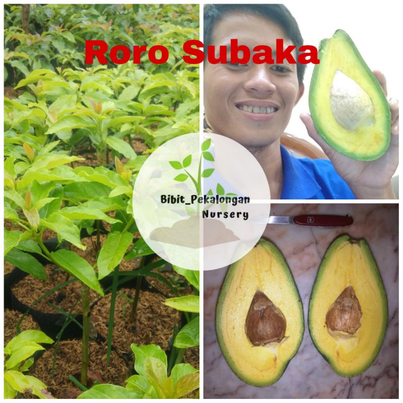 Jual Bibit Alpukat Roro Subaka | Shopee Indonesia