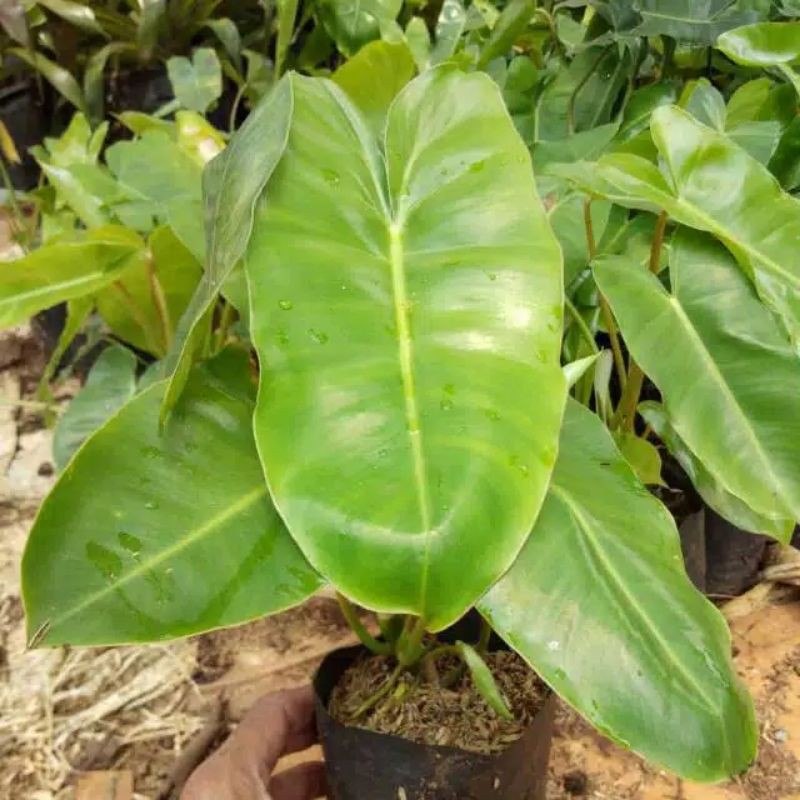 Jual tanaman hias philodensrom burle marx Philo brekele | Shopee Indonesia