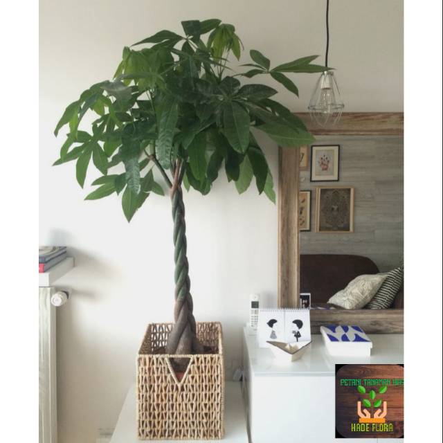 Jual Tanaman hias PACHIRA AQUATICA MONEY TREE KEPANG 9 | Shopee Indonesia
