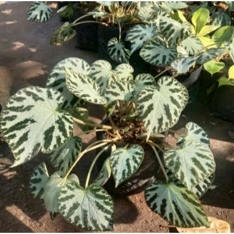 Jual begonia tapak macan putih begonia tapak kucing begonia tiger ...