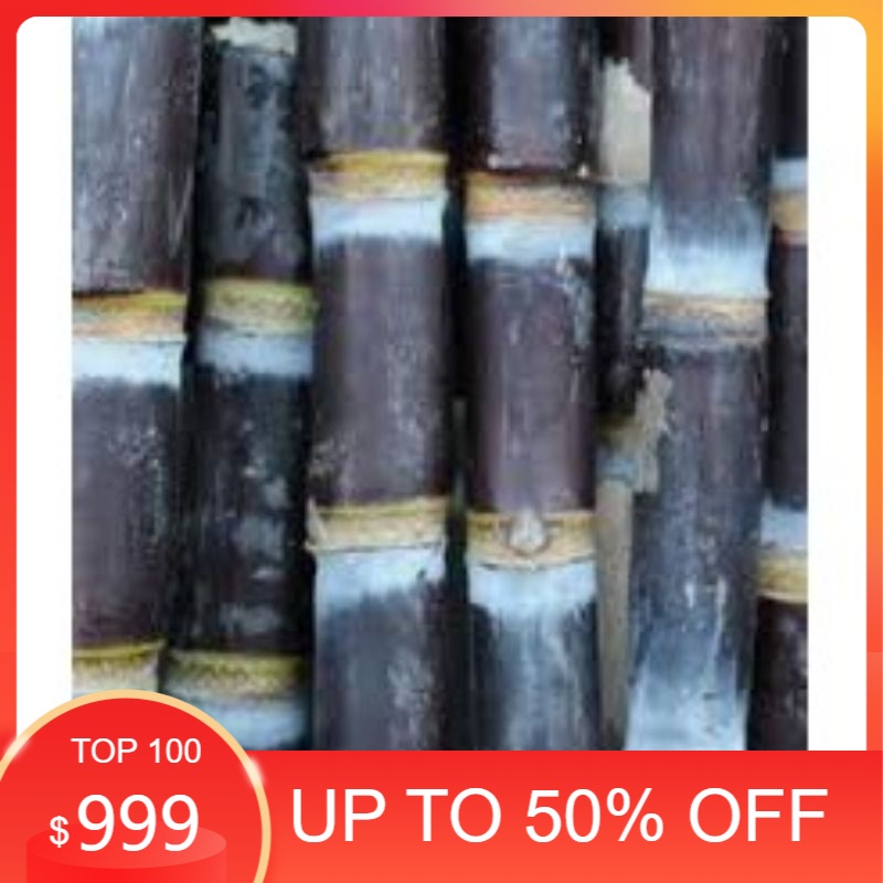 Jual bibit tebu ireng tebu hitam tebu wulung | Shopee Indonesia