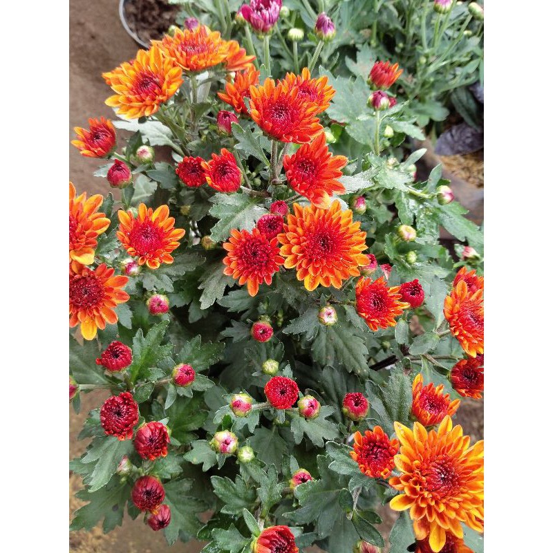 Jual Tanaman hias krisan warna orange cerah sudah Berbunga dan sudah ...