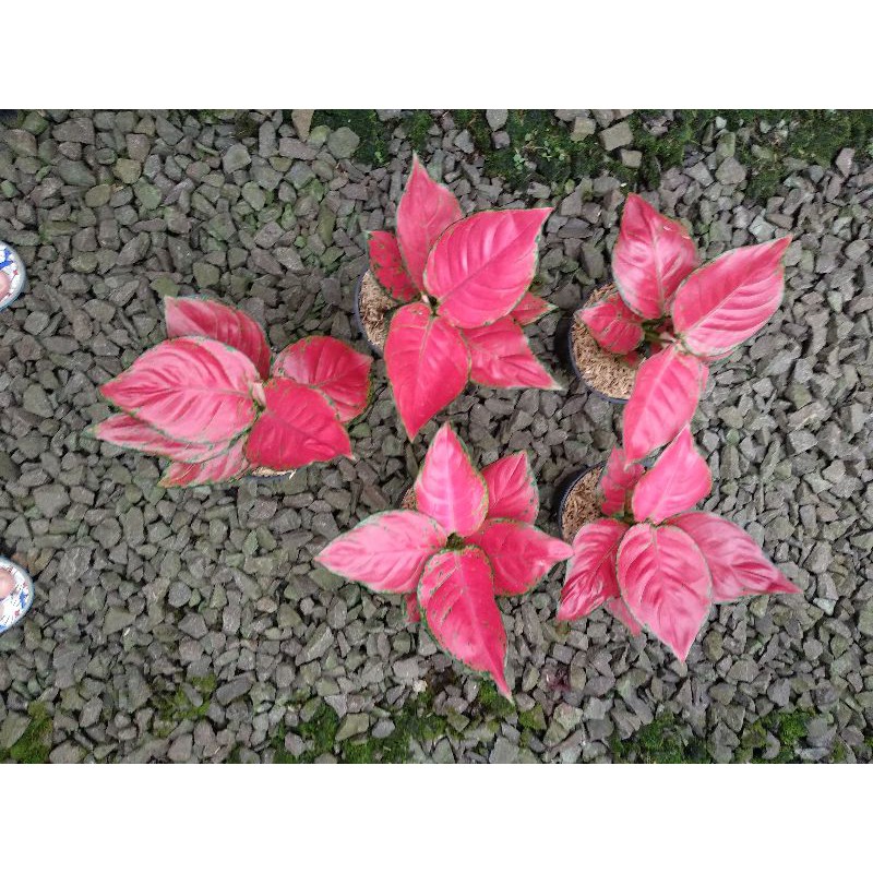 Jual Red anja (tanaman aglonema) | Shopee Indonesia