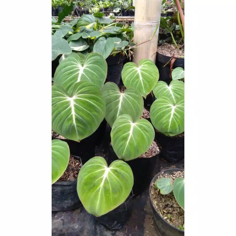 Jual Tanaman hias Philo Gloriosum-marikago_tanamna hias | Shopee Indonesia