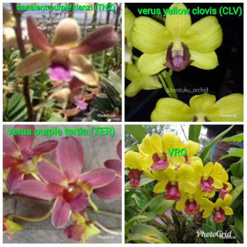 Jual Promo!!!paket 4 jenis bunga anggrek dendrobium - bunga hidup ...