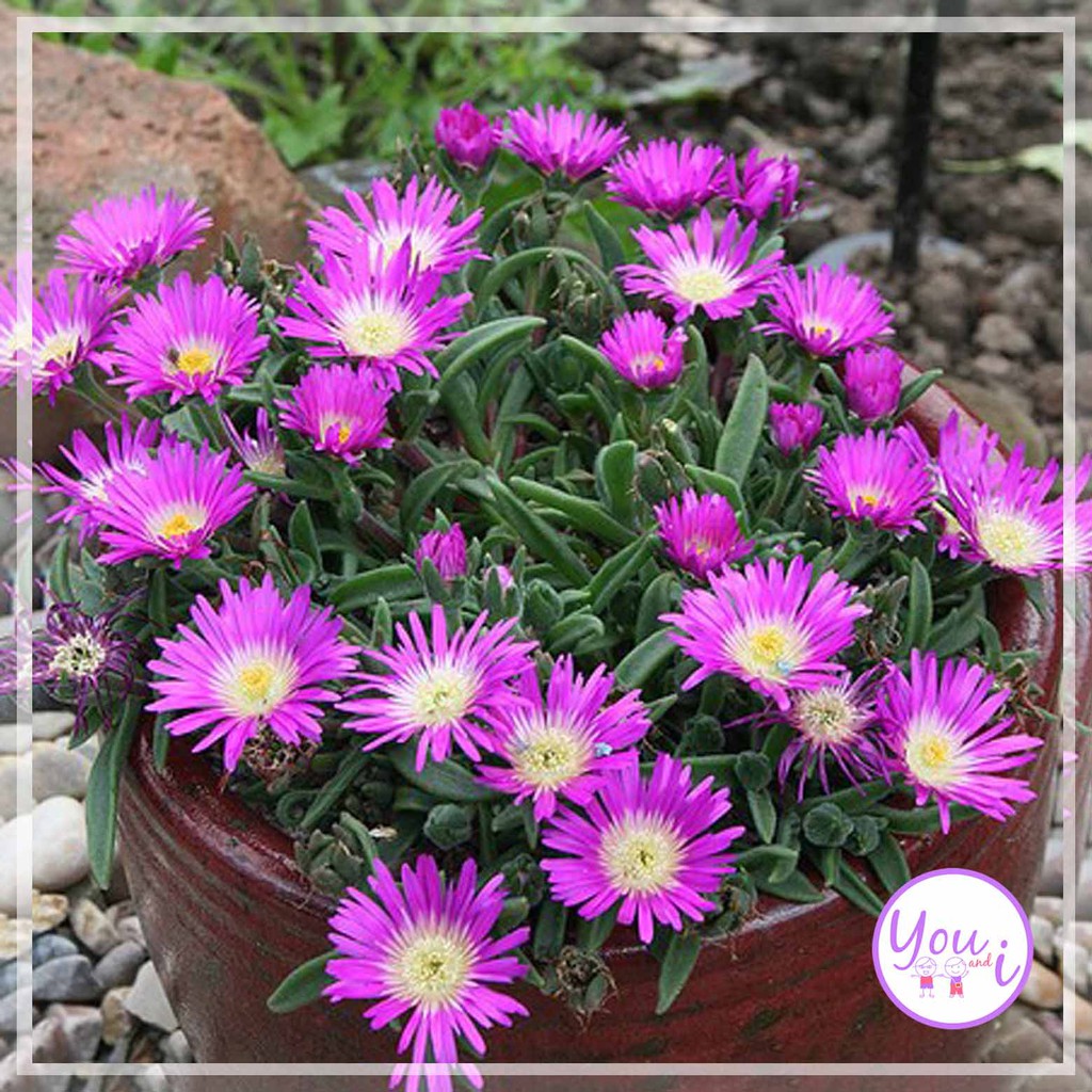 Jual ICE PLANT PURPLE [isi-3] Benih Biji Bunga | Shopee Indonesia