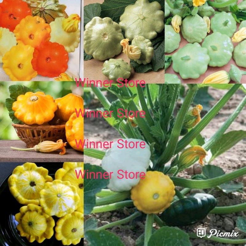 Jual Bibit Benih Labu Pattypan Scallop Squash (1 Butir) | Shopee Indonesia