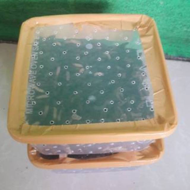 Jual Pupa dan pre pupa maggot bsf lalat hitam gratis buku pembelian 2kg ...