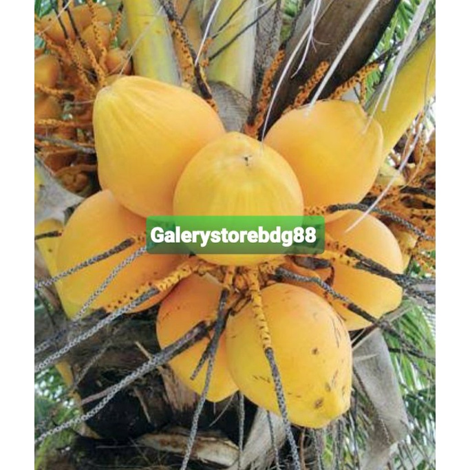Jual Buah kelapa gading asli buah kelapa kuning perbuah | Shopee Indonesia