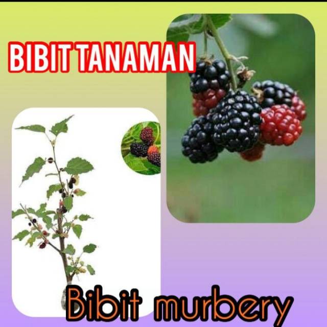 Jual Bibit Murbey / Buah Murbei / Mulberry | Shopee Indonesia