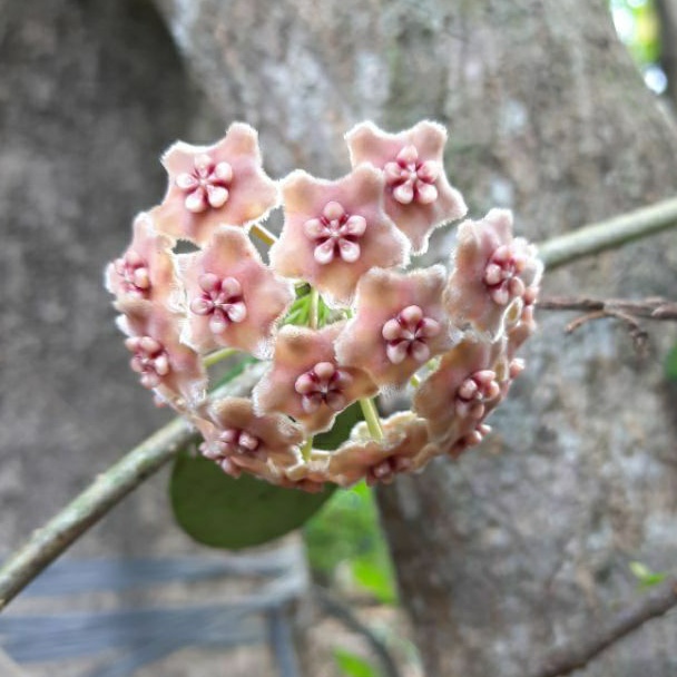 Jual Bibit tanaman hias Hoya / tanaman gantung hoya / tanaman hias ... Jual Bibit tanaman hias Hoya / tanaman gantung hoya / tanaman hias ...