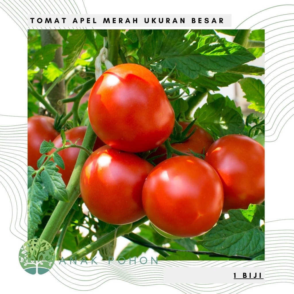 Jual Benih Bibit Biji - Tomat Apel Merah Ukuran Besar Seeds | Shopee ...