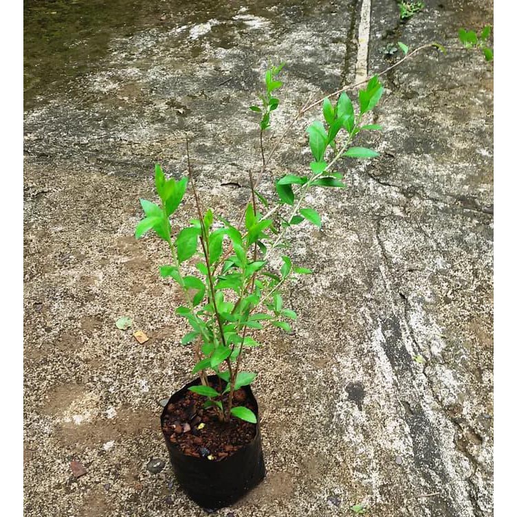 Jual Bibit Tanaman Pacar Arab - Pohon Daun Pacar Arab - Daun Henna ...