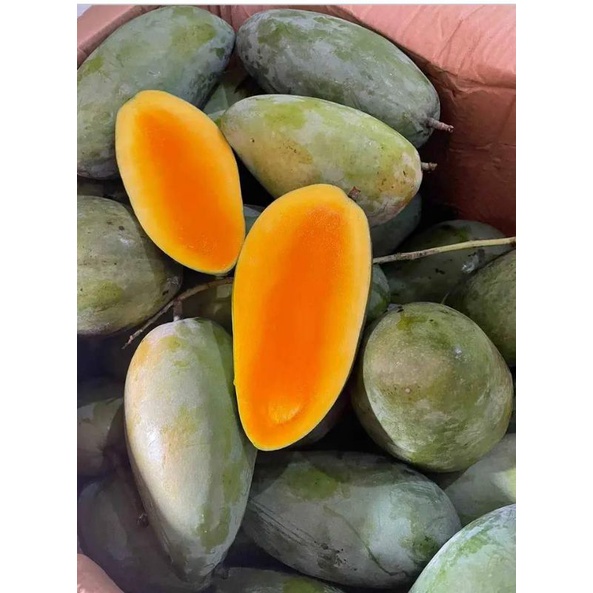 Jual mangga kiojay / mangga thailand | Shopee Indonesia
