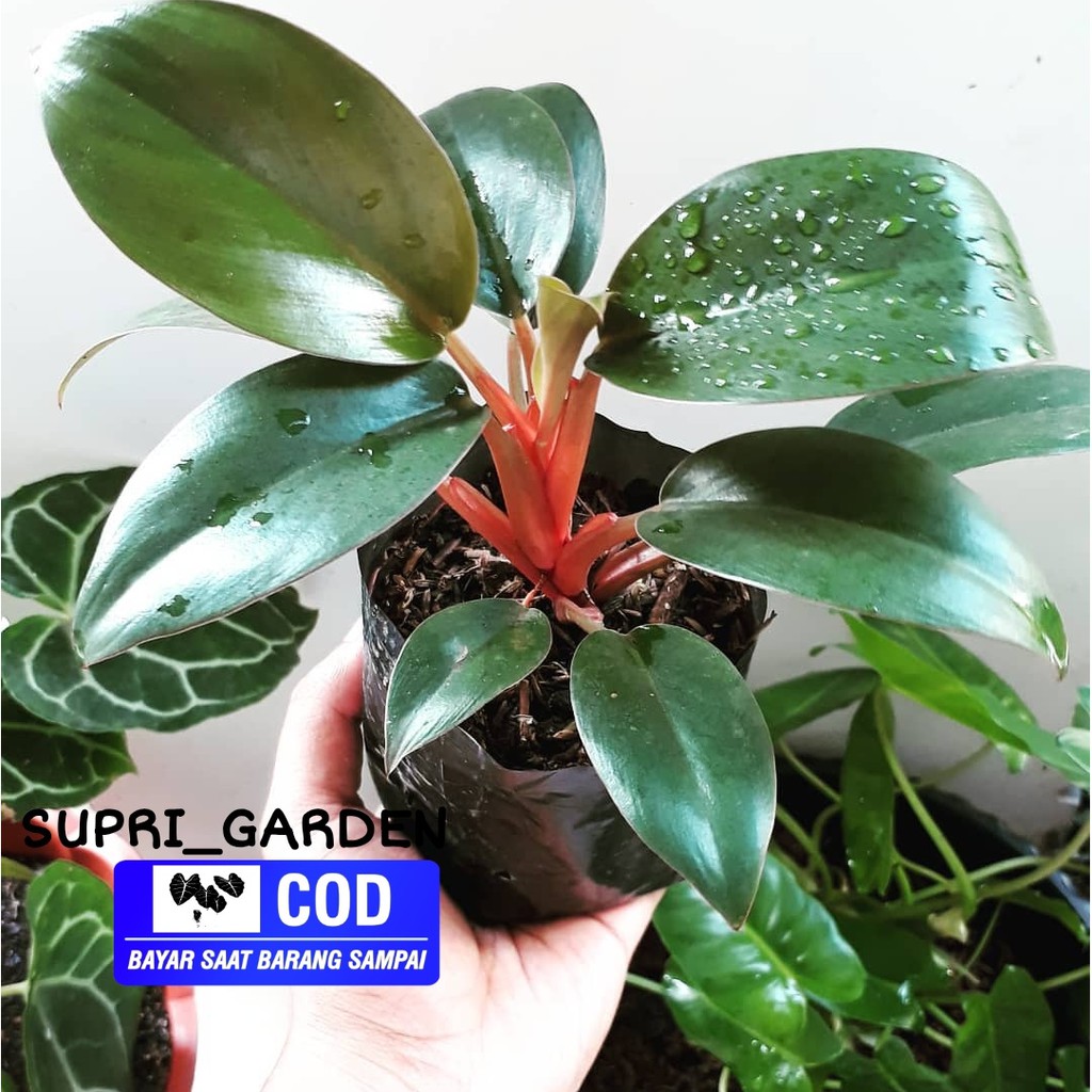 Jual READY! Tanaman hias Philo black congo / philodendron black congo ...