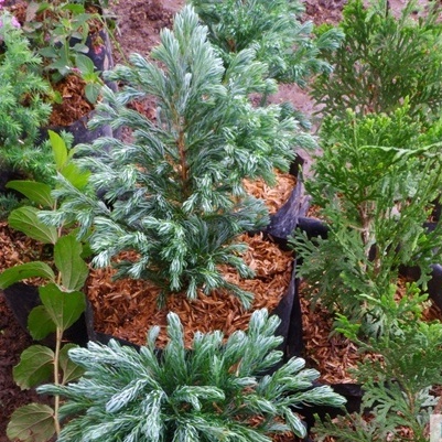 Jual Pohon Tanaman Daun Cemara Bluedent pohon cemara Bergaransi ...