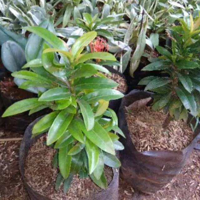 Jual Tanaman Hias Soka Jepang Merah | Shopee Indonesia
