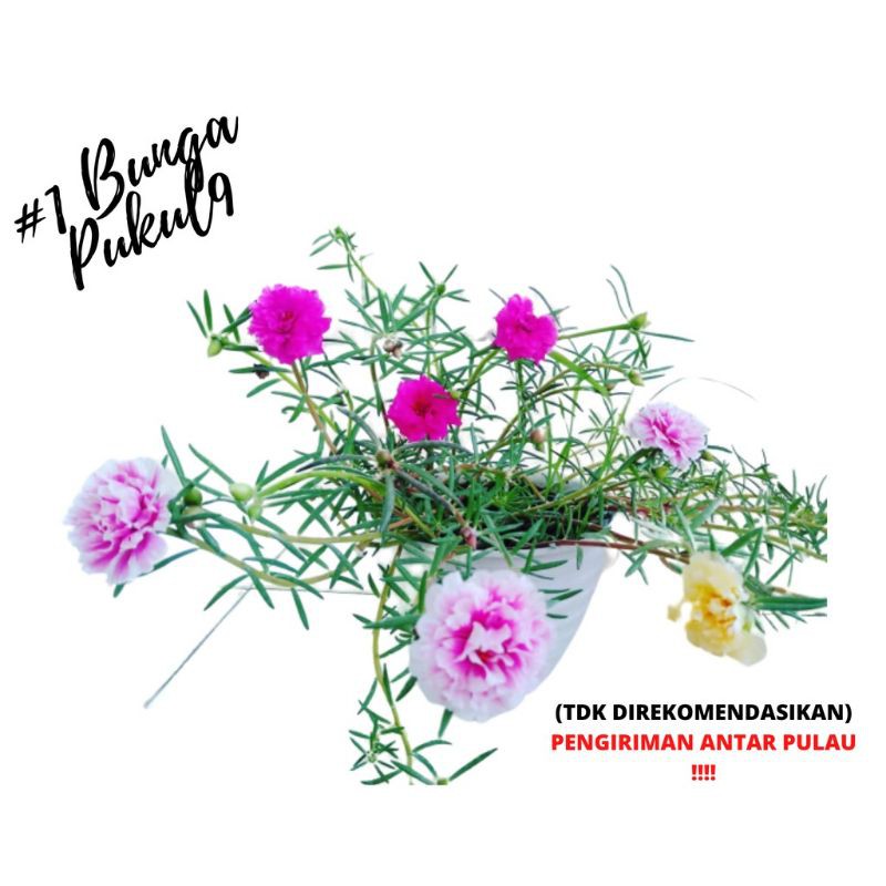 Jual Paket 5 Tanaman Bunga Sby / mossros / portulaca / tanaman bunga ...