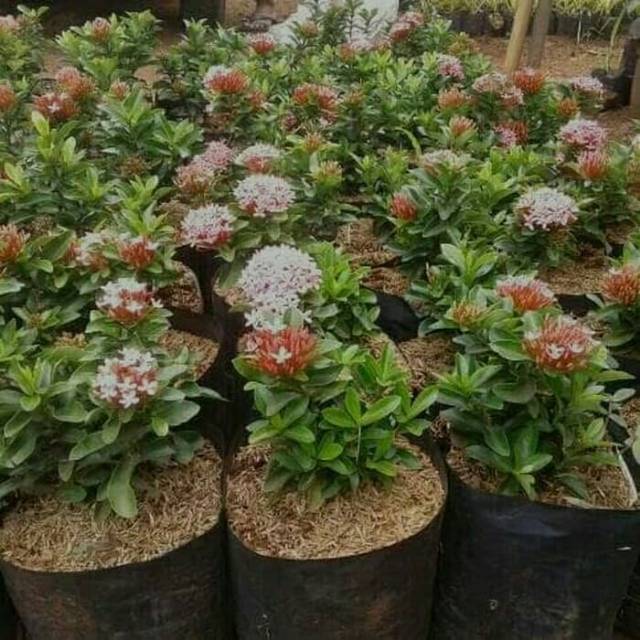 Jual Tanaman hias asoka jambon - bunga pink - bunga asoka - mini jambon ...