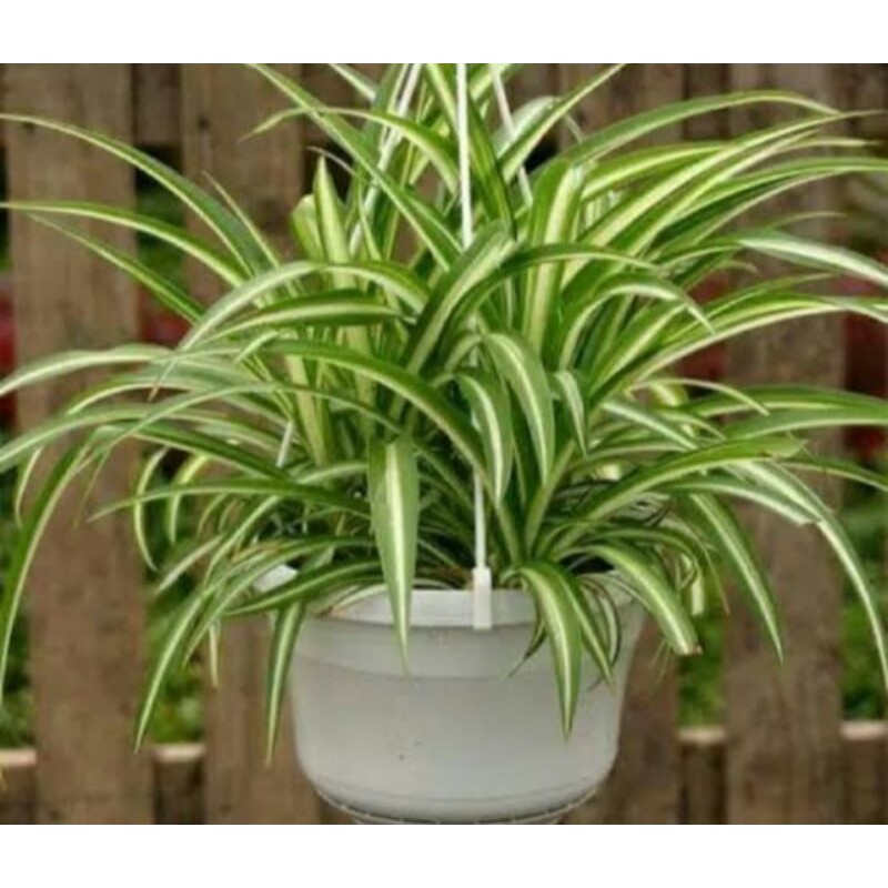 Jual Tanaman lili paris spider plant | Shopee Indonesia