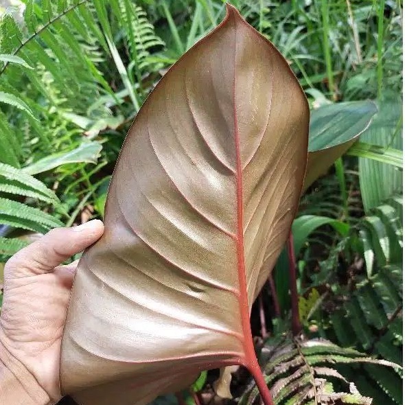 Jual keladi homalomena rubesces (red/merah) | Shopee Indonesia