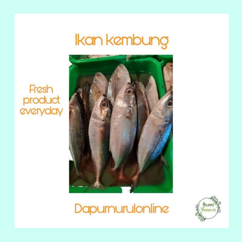 Jual Ikan kembung fresh 500gr - 1 kg | Shopee Indonesia