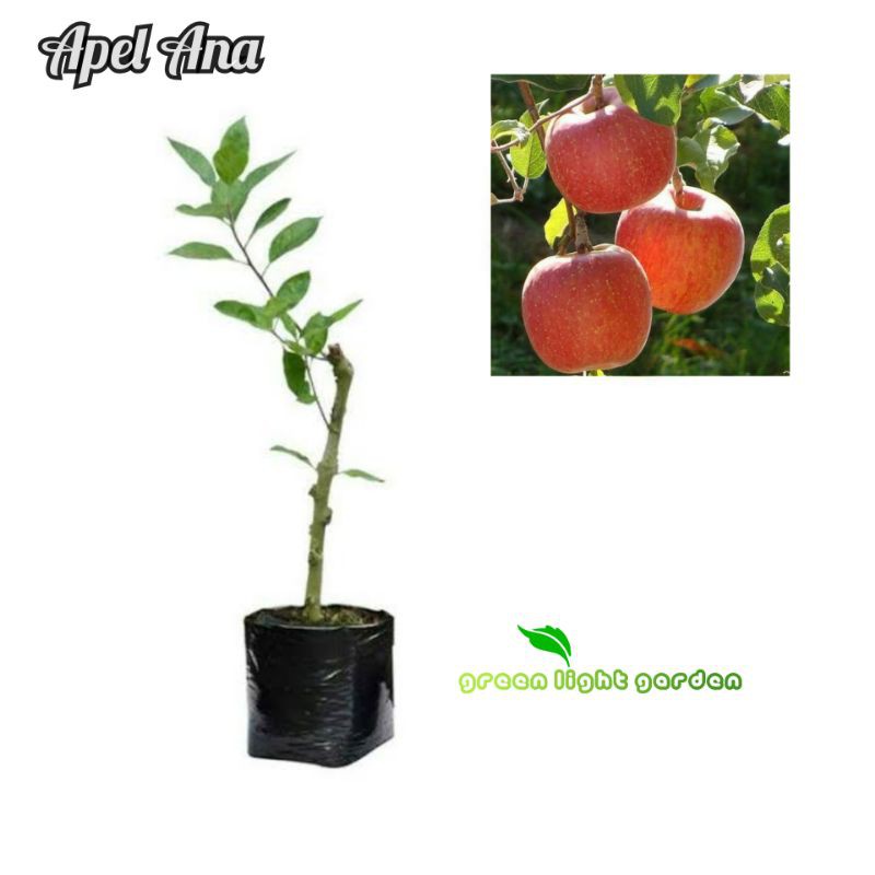 Jual Bibit Buah Apel Anna | Shopee Indonesia