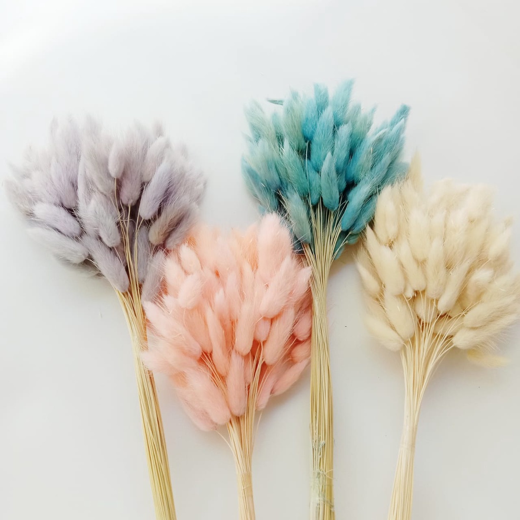 Jual BUNGA LAGURUS/BUNNY TAIL KERING - Perlengkapan Properti Photo ...