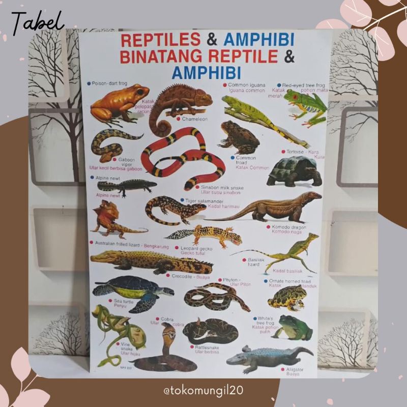 Jual Poster Mengenal Binatang Reptile & Amphibi | Shopee Indonesia